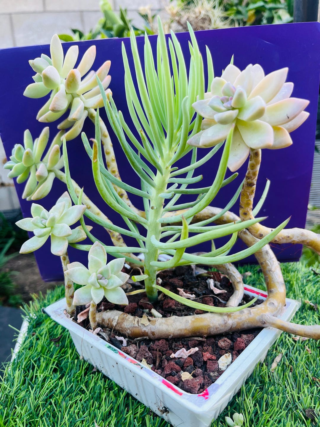 Rare Graptopetalum ’victor Kane‘ Old Trunk Bonsai / Live Rooted, Get 2 ...