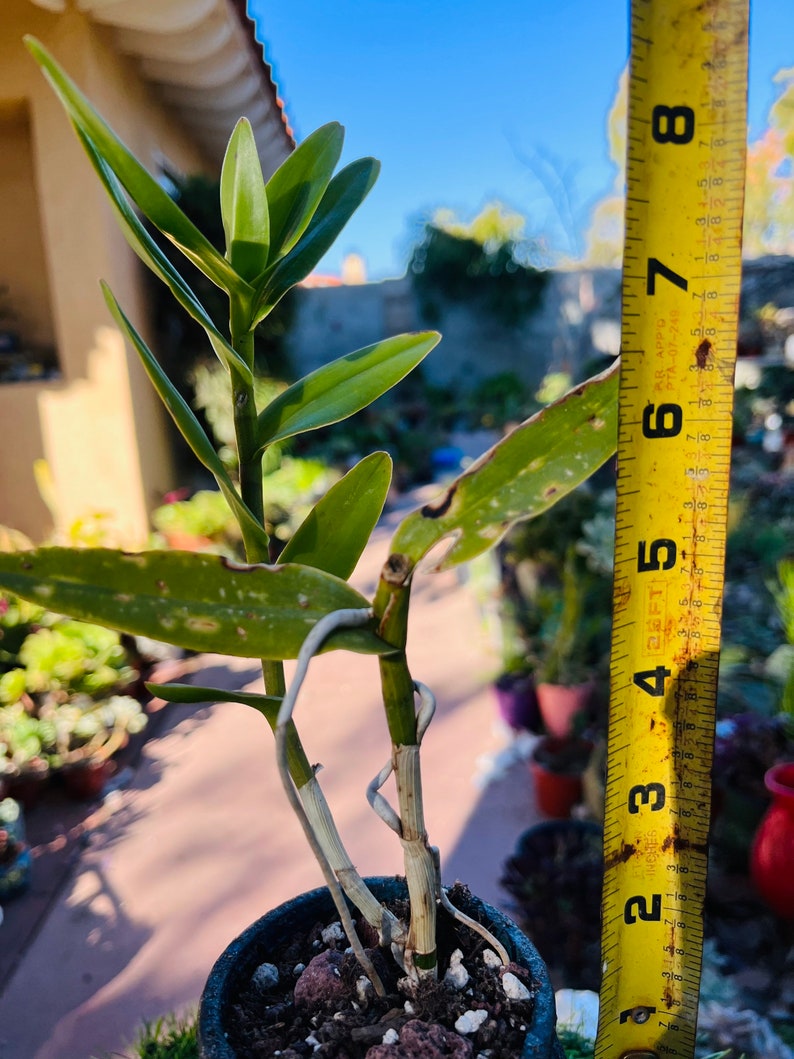 Dendrobium Cutting Ready to Be Potted! - Etsy