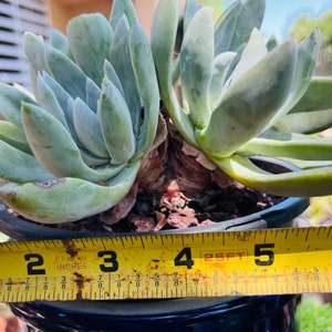 Rare Dudleya Farinosa Cluster Old Trunk Live Rooted , Get 2 Free ...
