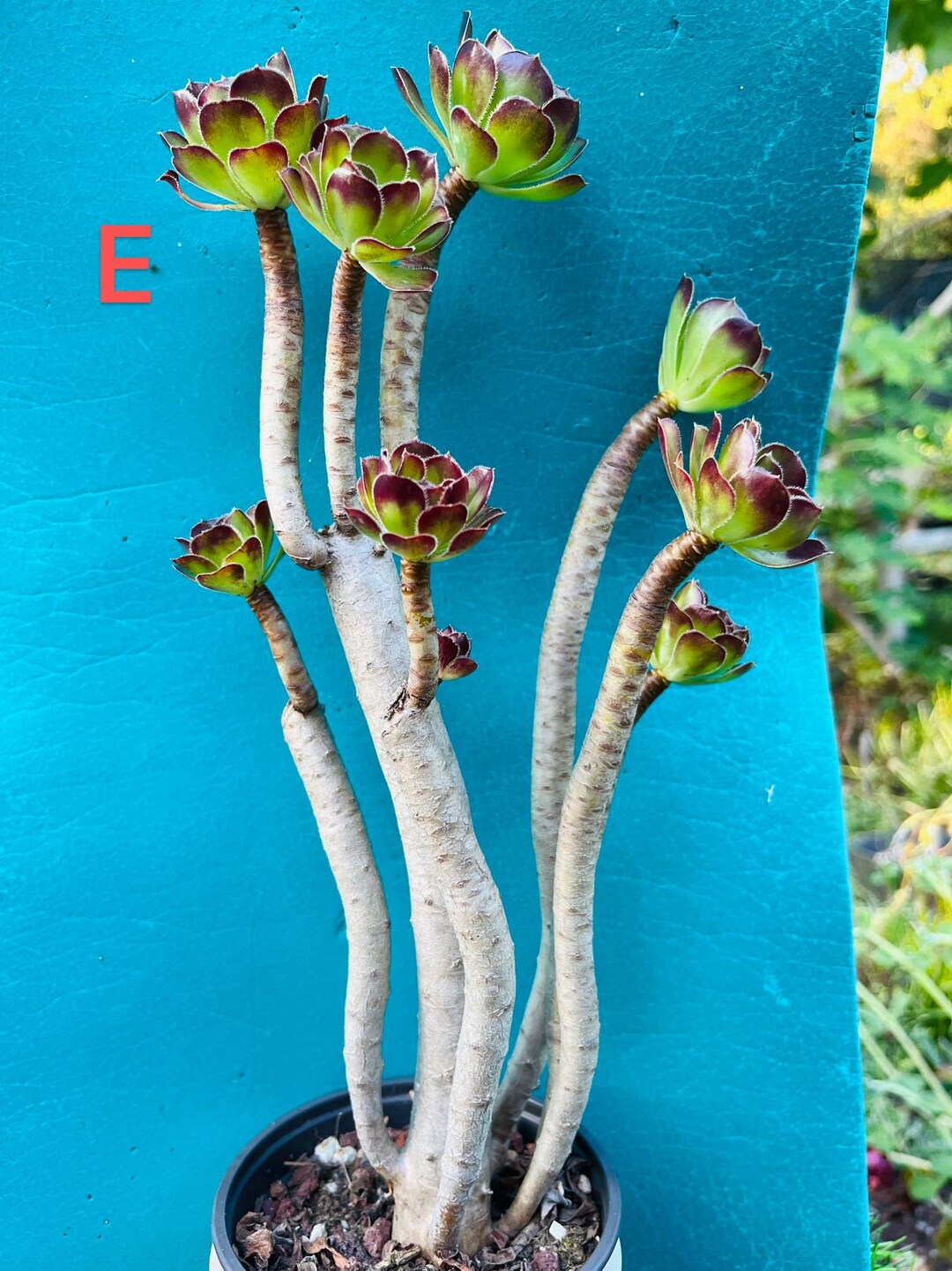 Rare Black Aeonium Bonsai Old Trunk Live Rooted , Get 2 Free Succulent ...