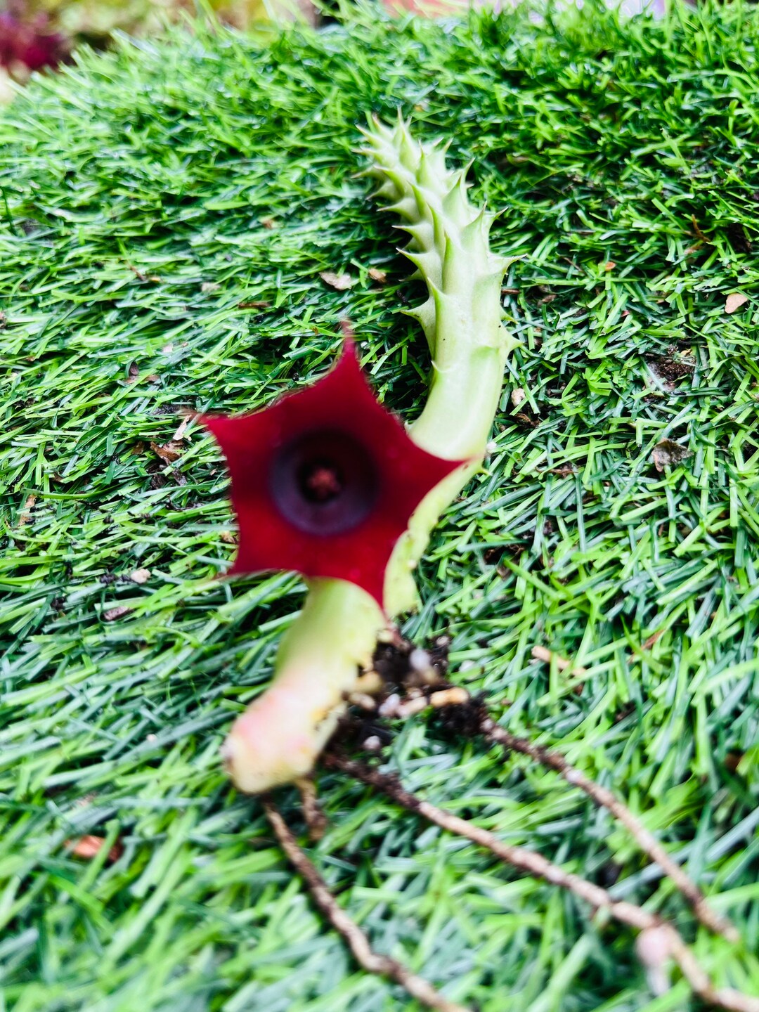 Huernia Schneideriana (red Dragon Flower) Live Rooted, Get 2 Free ...