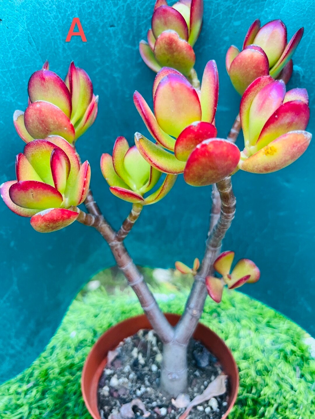 2 Jade bonsai tree old trunk live rooted 8 - Etsy Österreich