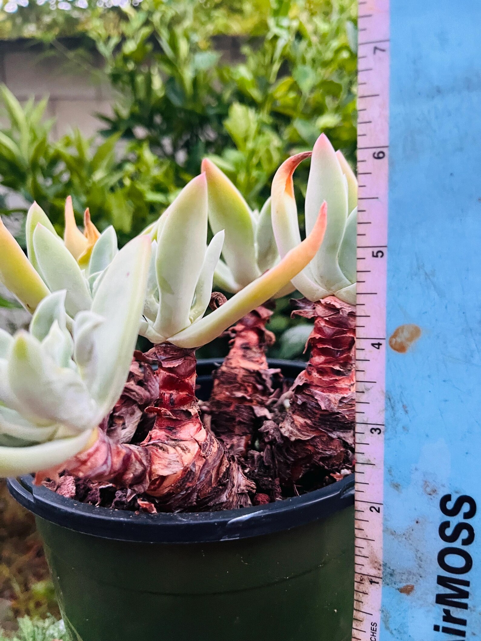 Rare Dudleya Farinosa Cluster Old Trunk Live Rooted 8”! Get 2 Free ...