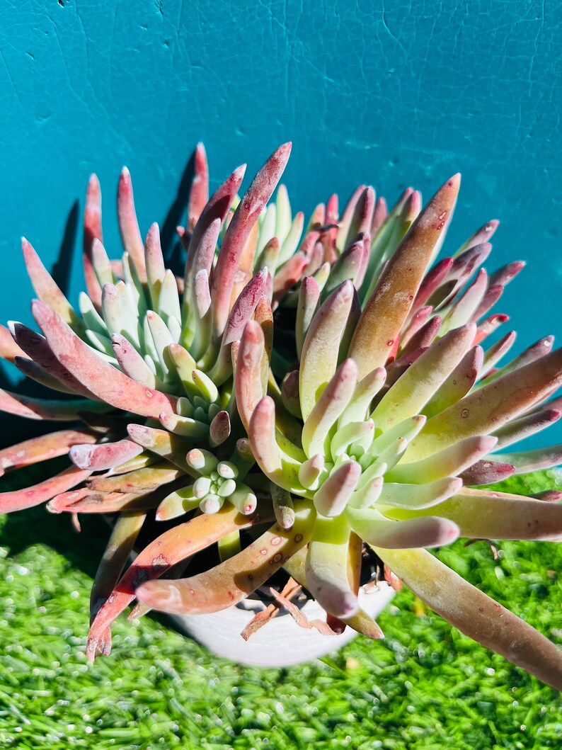 Rare Dudleya Edulis 5 Heads Live Rooted Get 2 Free - Etsy