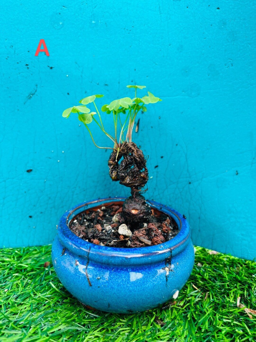 Rare Green Shamrocks/bonsai/oxalis Triangularis/lucky Plant/love Plant ...