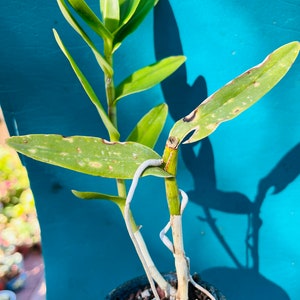 Dendrobium Cutting Ready to Be Potted! - Etsy