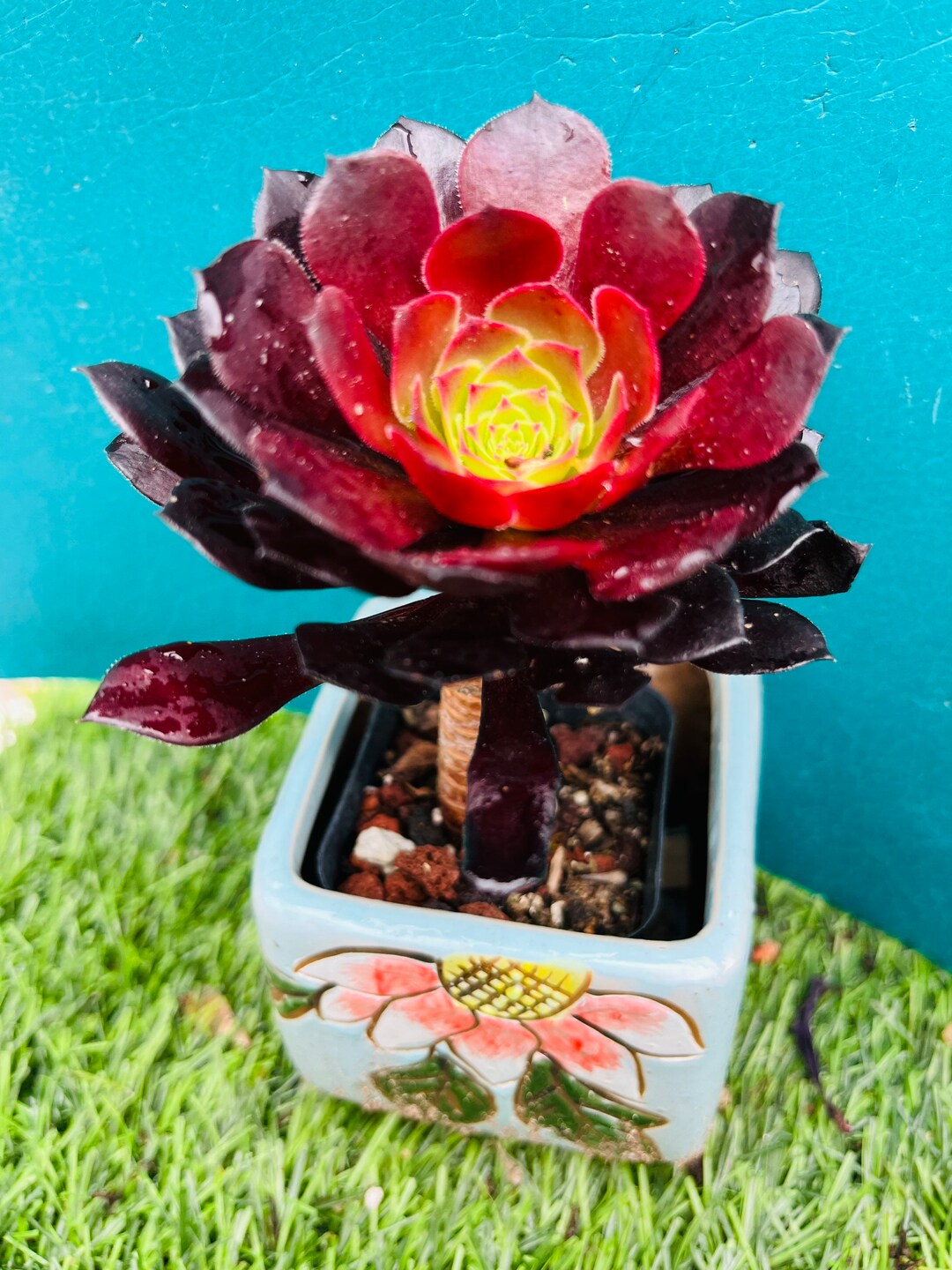 Rare Aeonium Zwartkin Bonsai Old Trunk Live Rooted , Get 2 Free ...