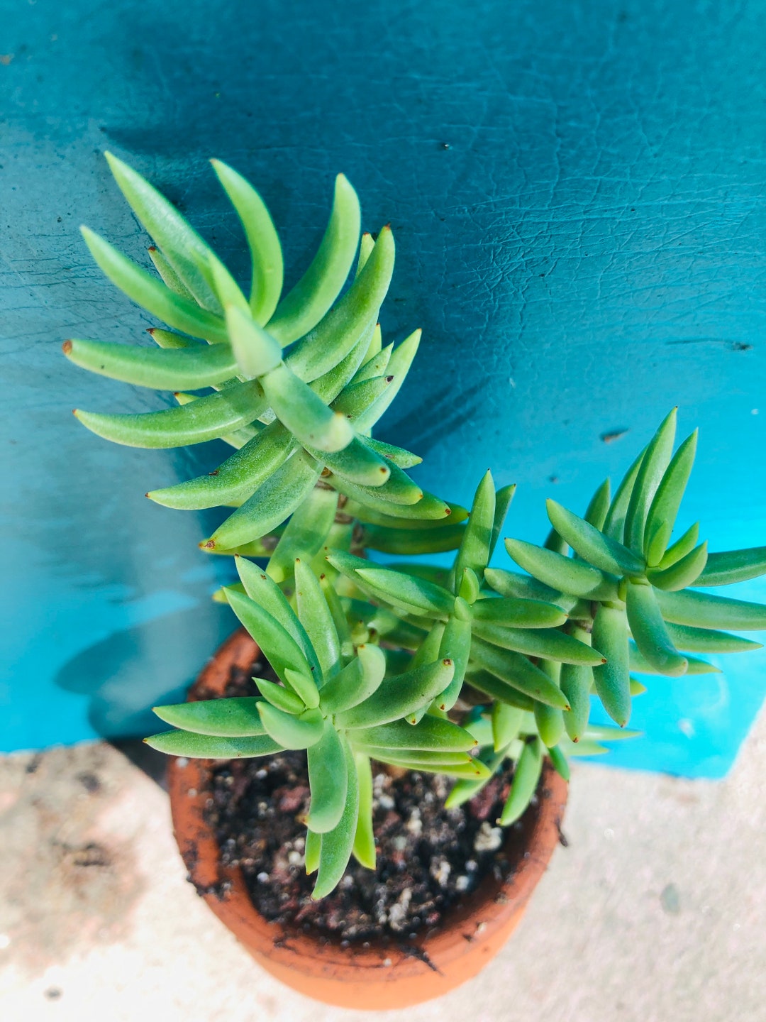Pine Tree Succulent Live Rooted 8”t, 2 Free Succulents - Etsy