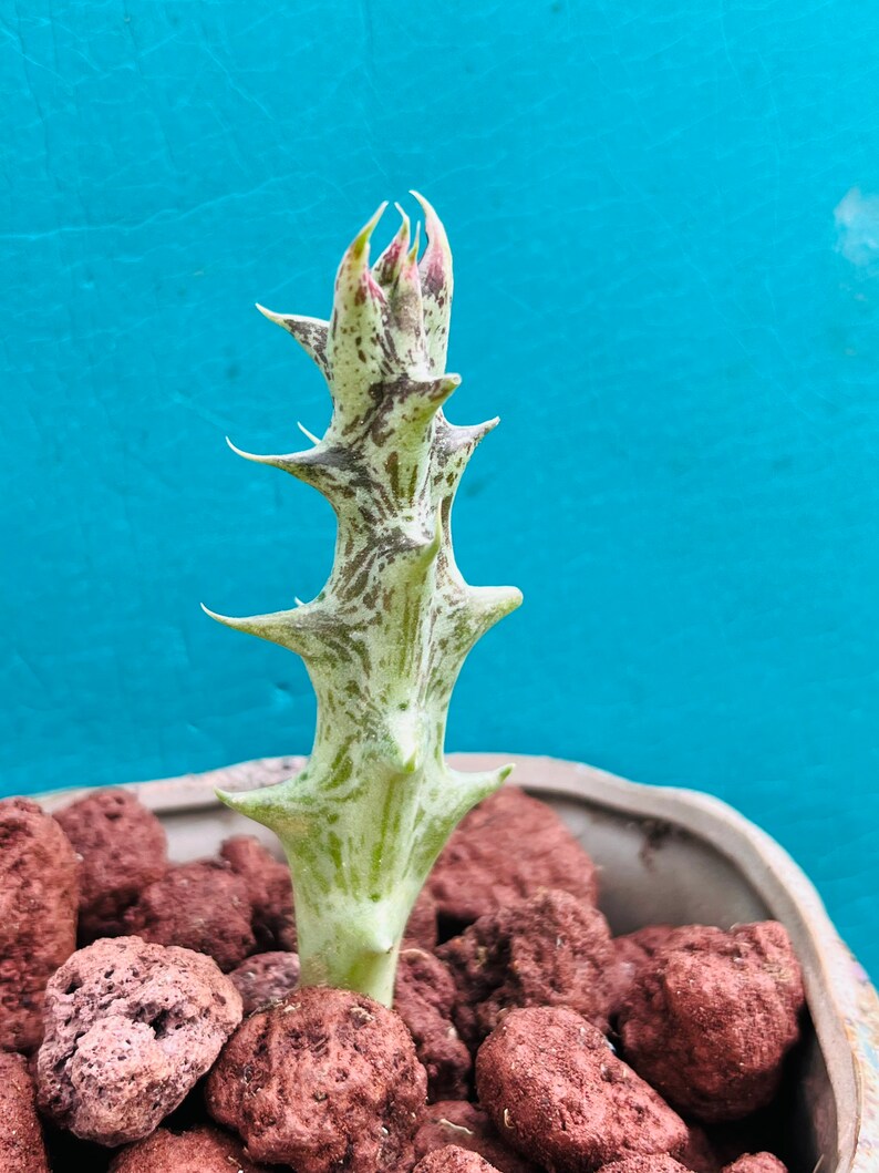 Rare Cactus Orbea Dummeri Live Rooted Get 2 Free Succulents - Etsy