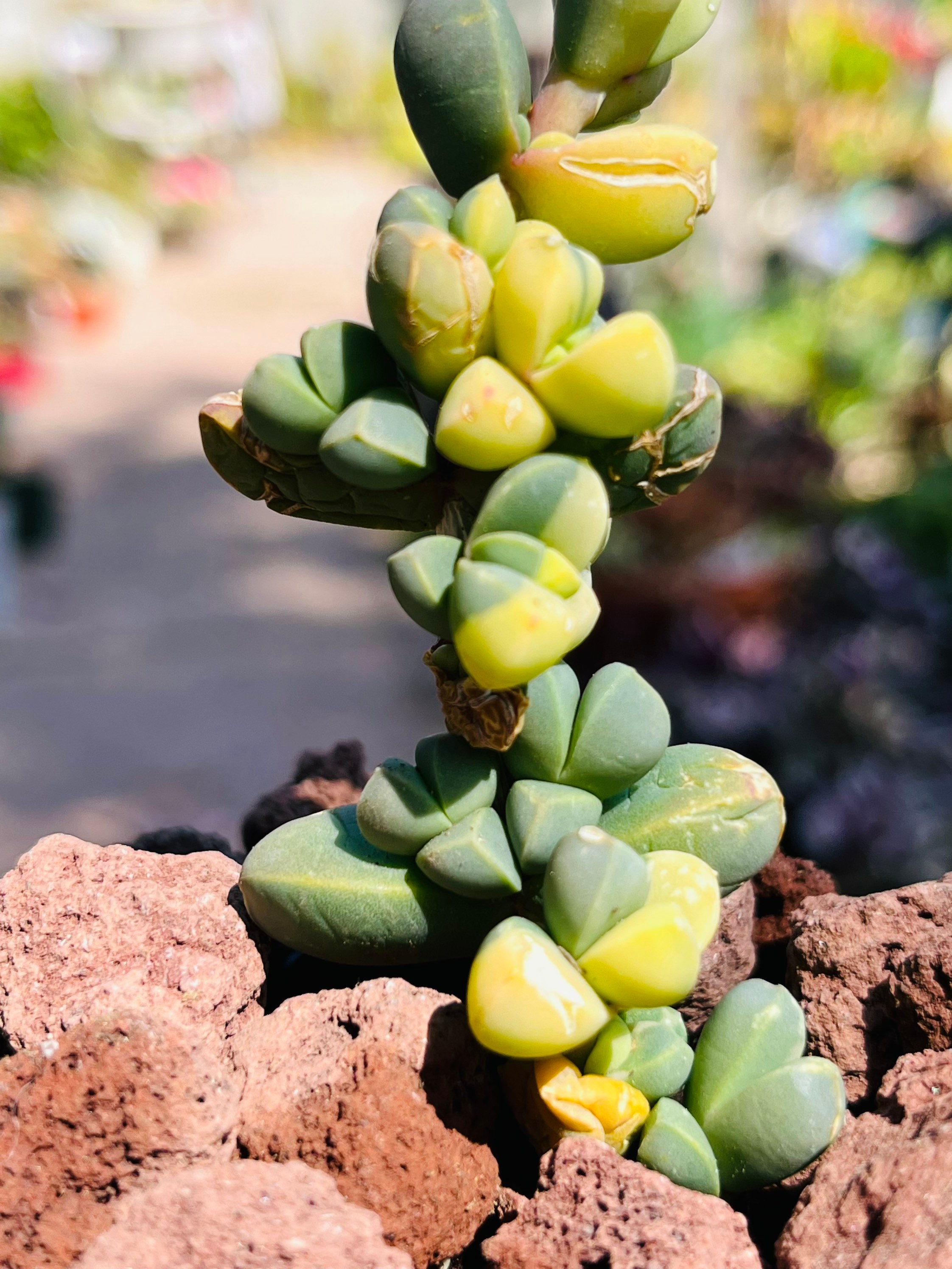 Rare Astridia Velutina Variegated Live Rooted Get 2 Free - Etsy