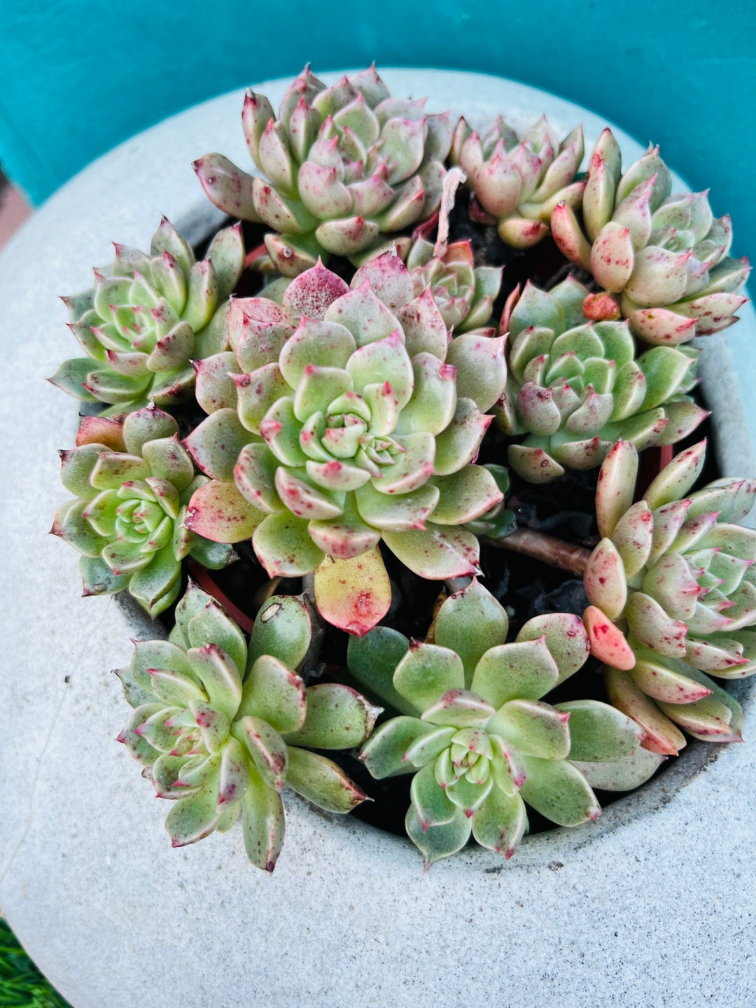 Rare Sedeveria Pink Ruby Cluster Multiple Heads Live Rooted , Get 2 ...