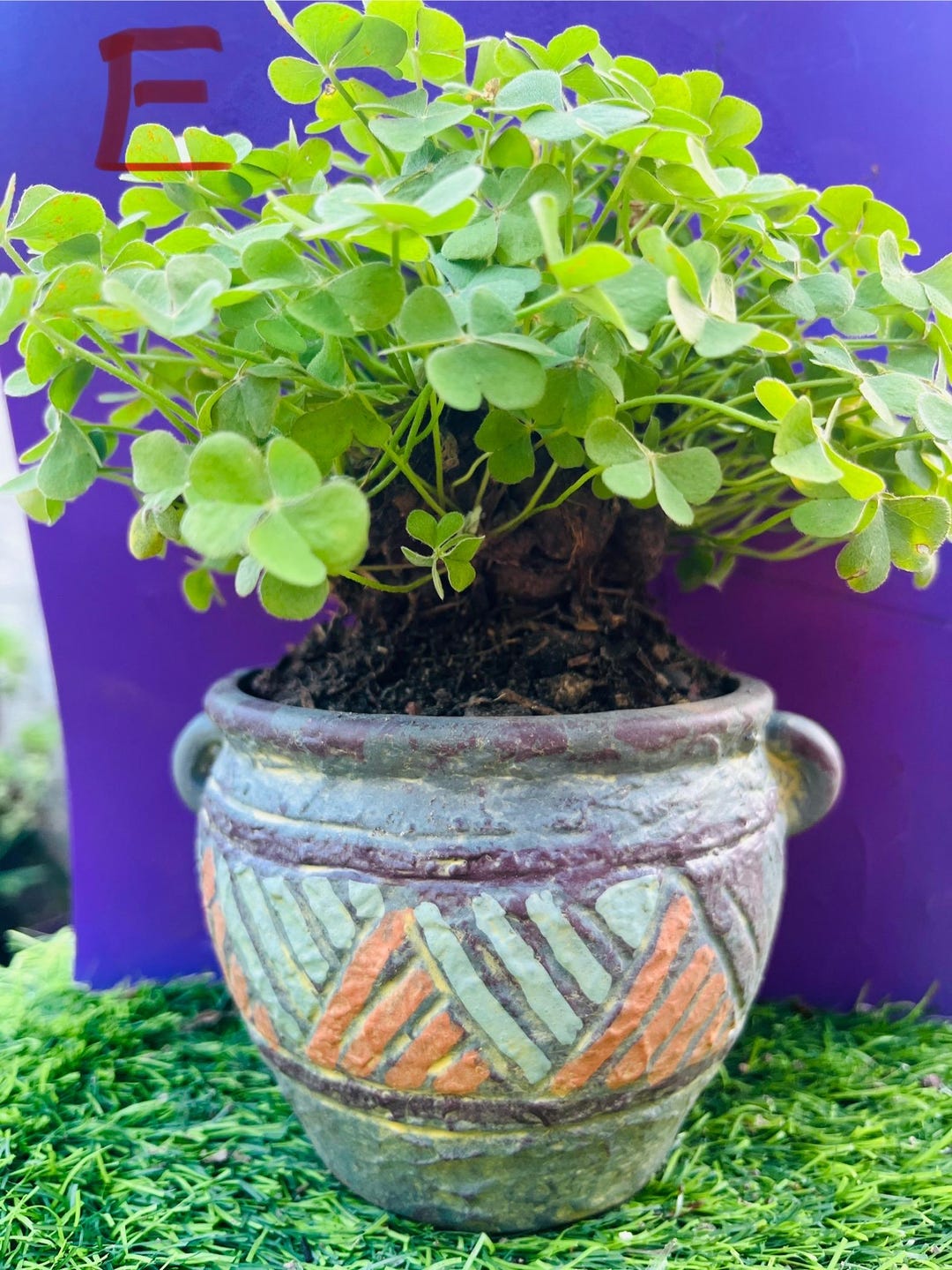 Rare Green Shamrocks/bonsai/oxalis Triangularis/lucky Plant/love Plant ...
