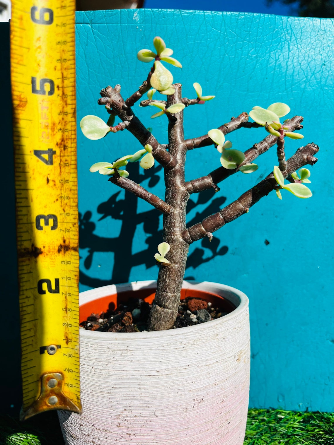 Elephant Food Succulent Bonsai Tree Live Rooted Get 2 Free Succulents ...
