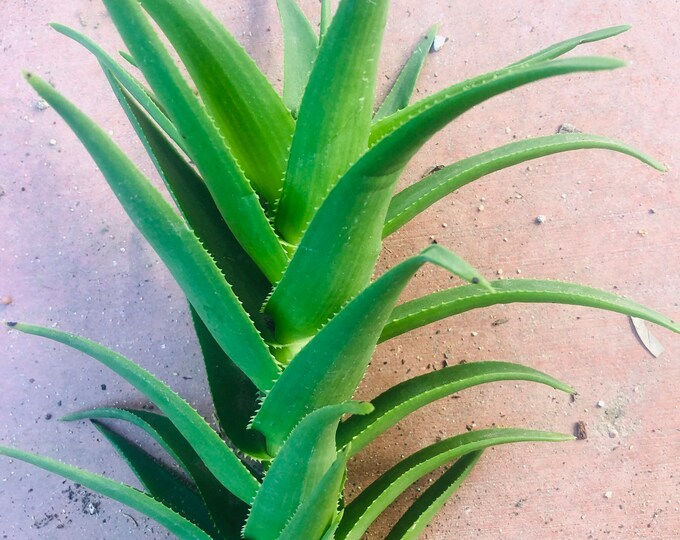 Aloe Rupestris. Beautiful Tree Aloe. Multi-trunking Form. Gorgeous ...