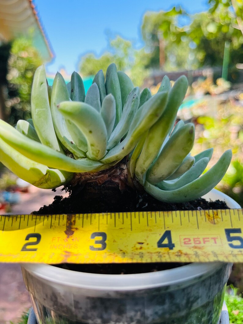 Rare Dudleya Farinosa Cluster Old Trunk Live Rooted Get 2 - Etsy
