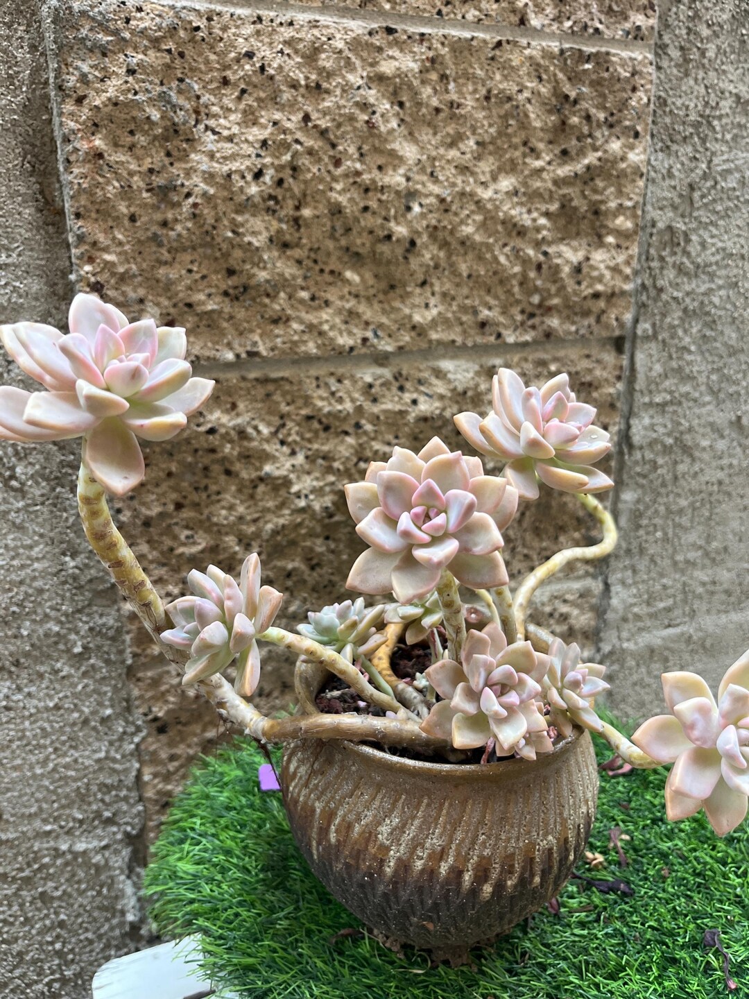 Rare Graptopetalum ‘victor Kane’ Old Stem Mini Bonsai Live Rooted, Get ...