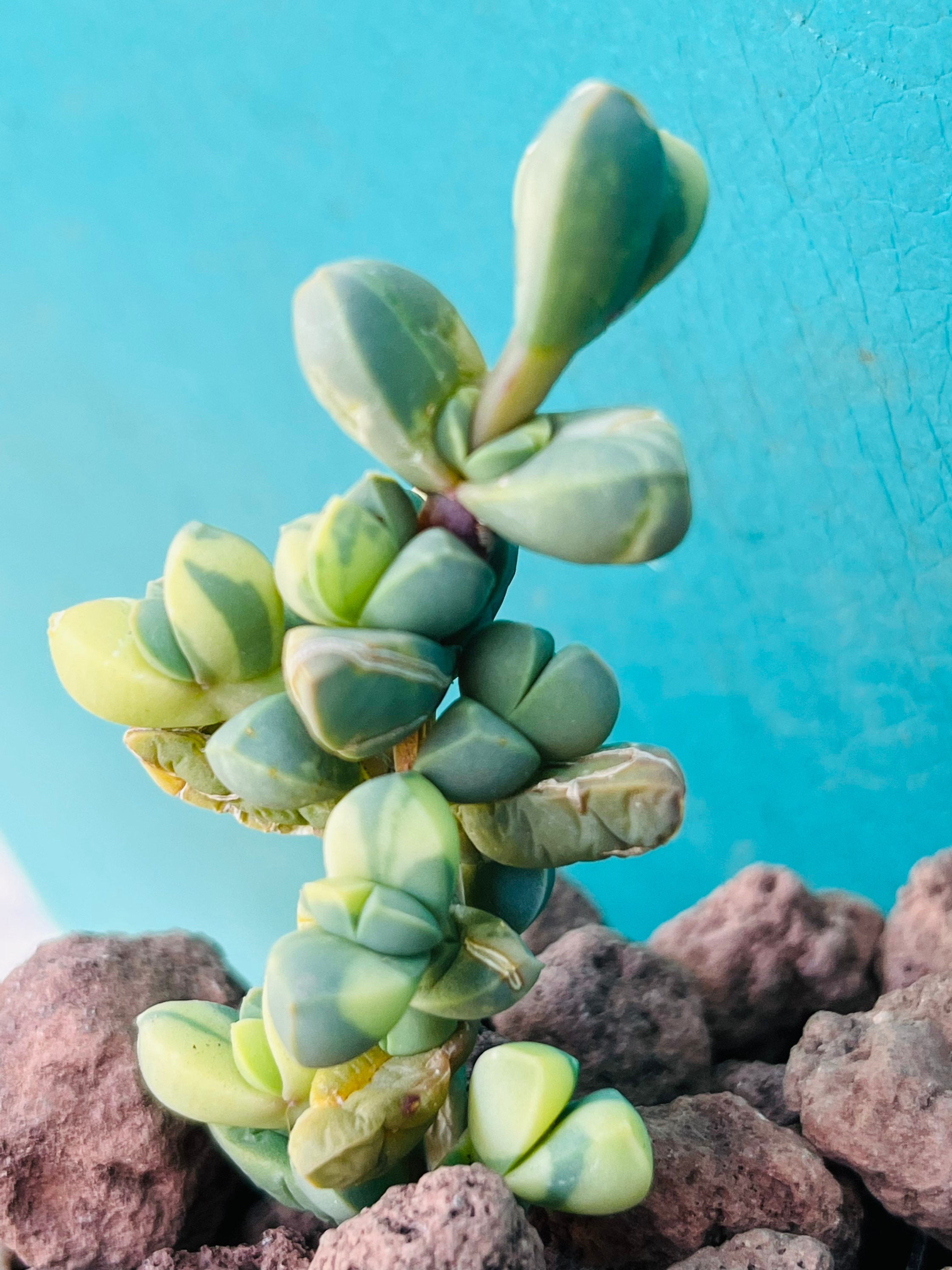 Rare Astridia Velutina Variegated Live Rooted Get 2 Free - Etsy