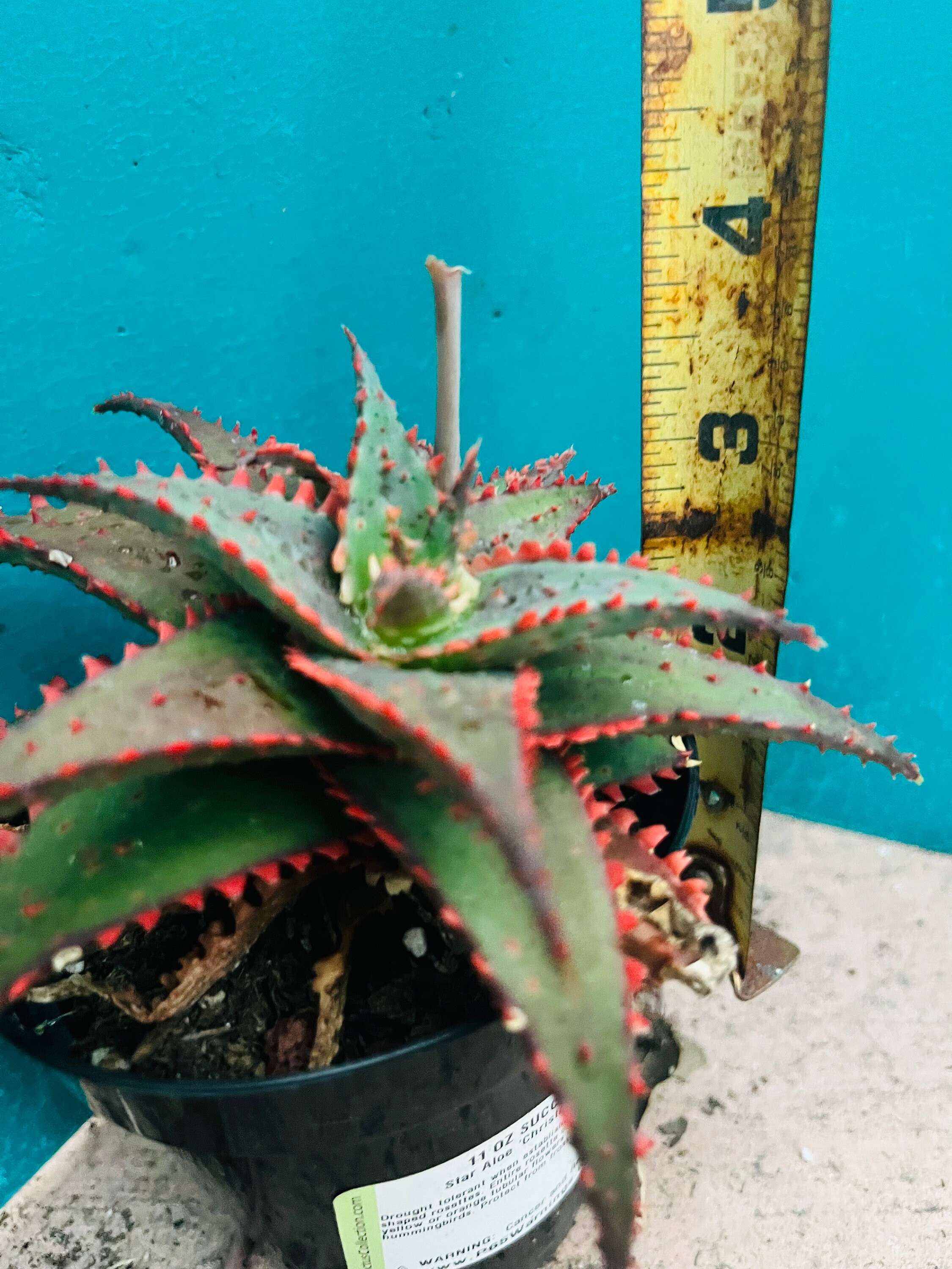 Aloe Christmas Carol Live Plant - Etsy