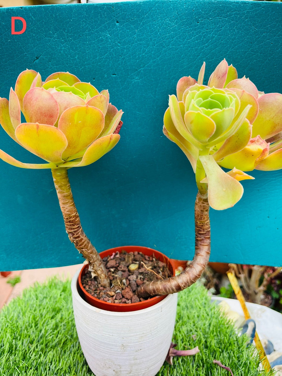 Rare Aeonium blushing Beauty Tree, Bonsai, Live Rooted Get 2 Free ...