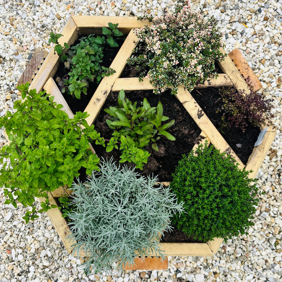 Beautiful Handmade Raised Hexagonal Herb Wheel Planter Veg Bed Made ...