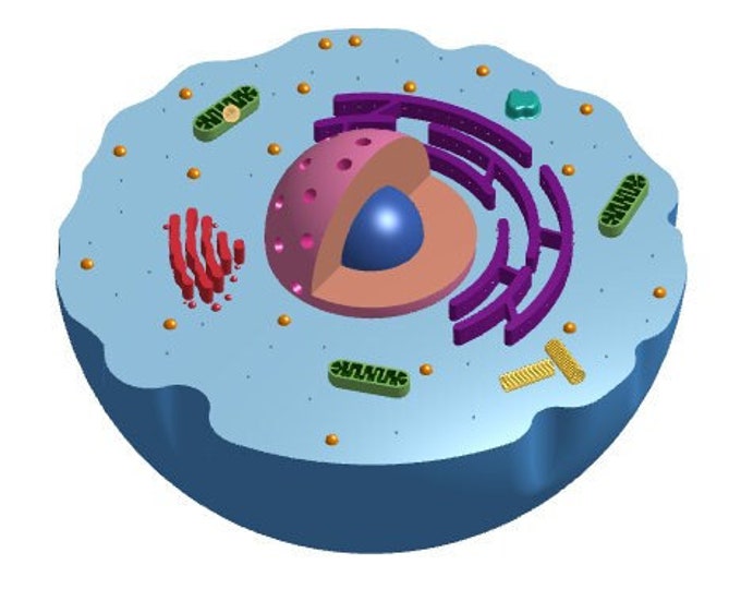 Human Cell Cutaway Cell Model .stl - Etsy