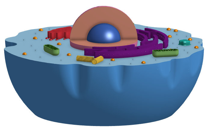 Human Cell Cutaway Cell Model .stl - Etsy