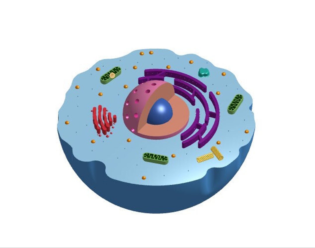 Human Cell Cutaway Cell Model .stl - Etsy