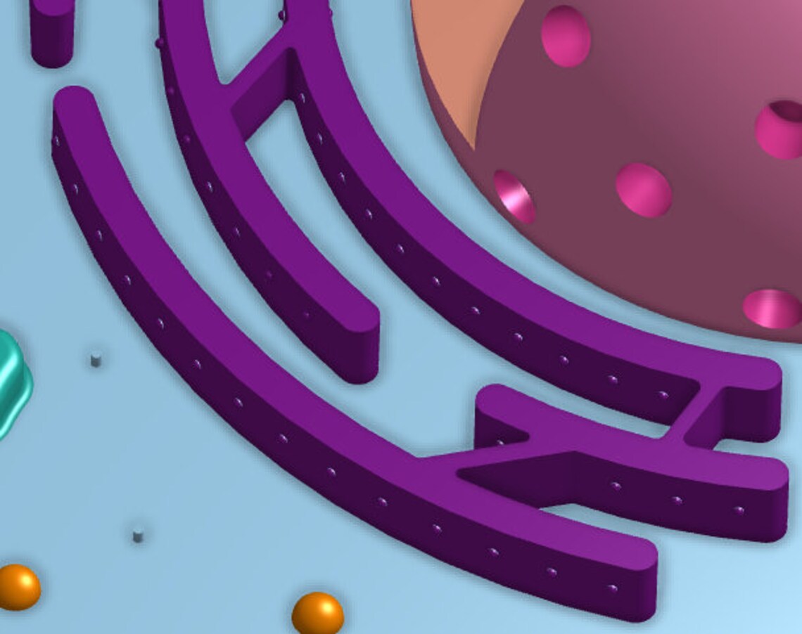 Human Cell Cutaway Cell Model .stl - Etsy