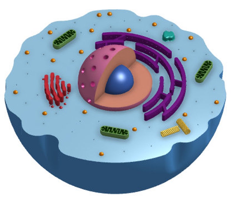 Human Cell Cutaway Cell Model .stl - Etsy