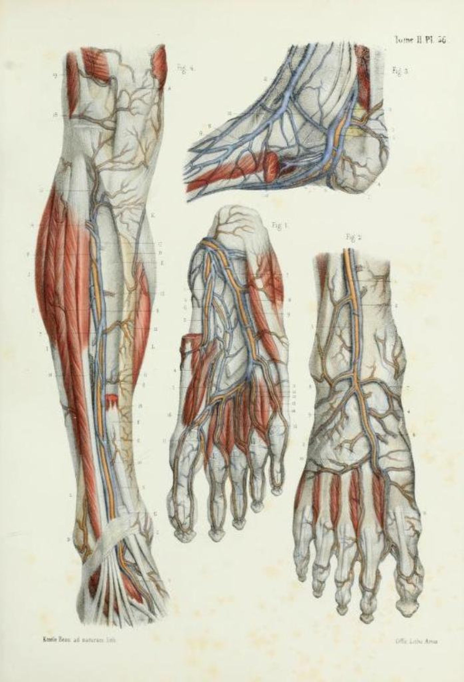 249 Rare Antique Human Anatomy Books Medical Science | Etsy