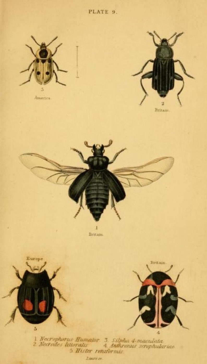 375 Rare Old Books on Entomology Insects Butterflies Moths Beetles Bugs ...