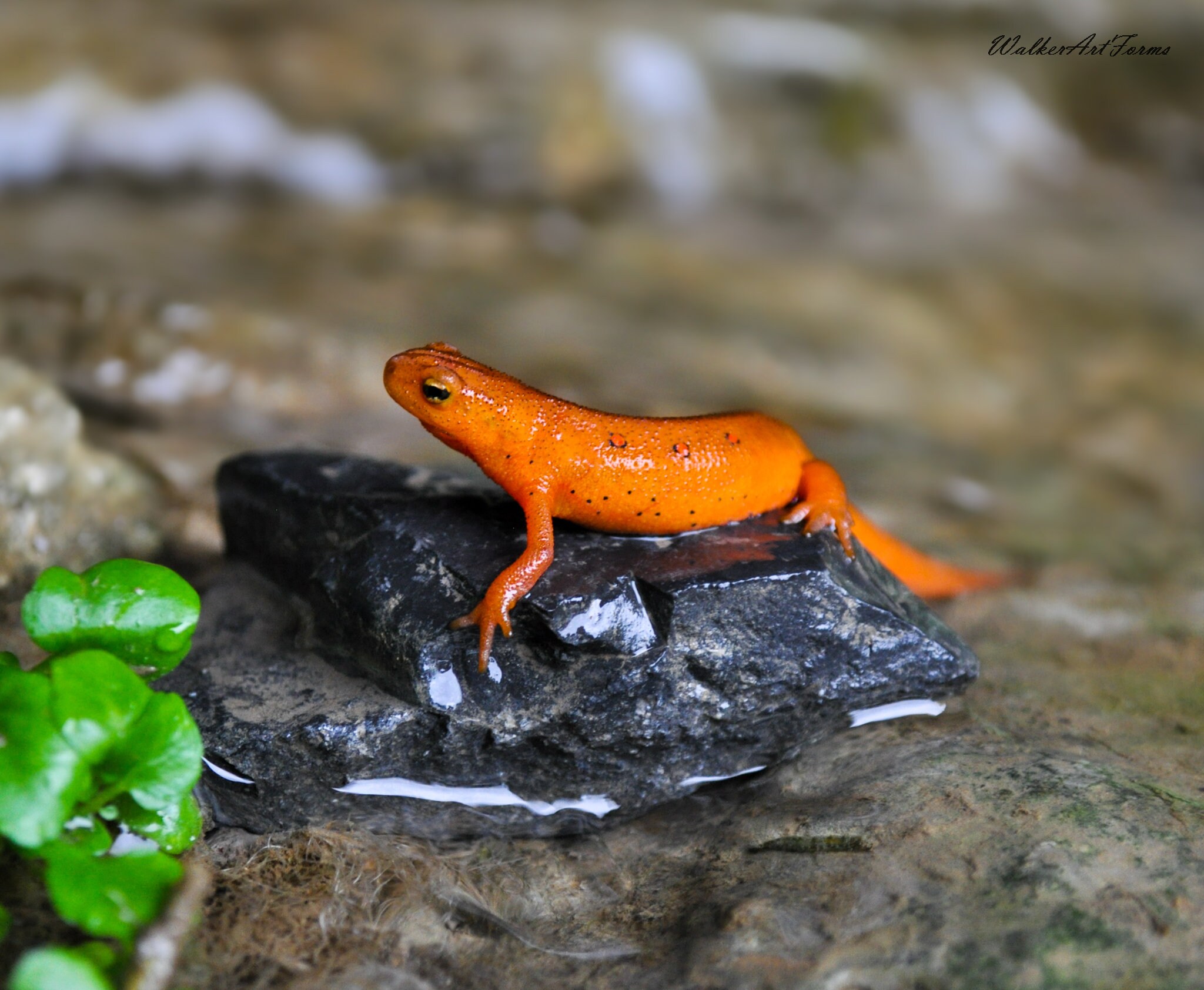 Red Eft Newts 3 - Etsy