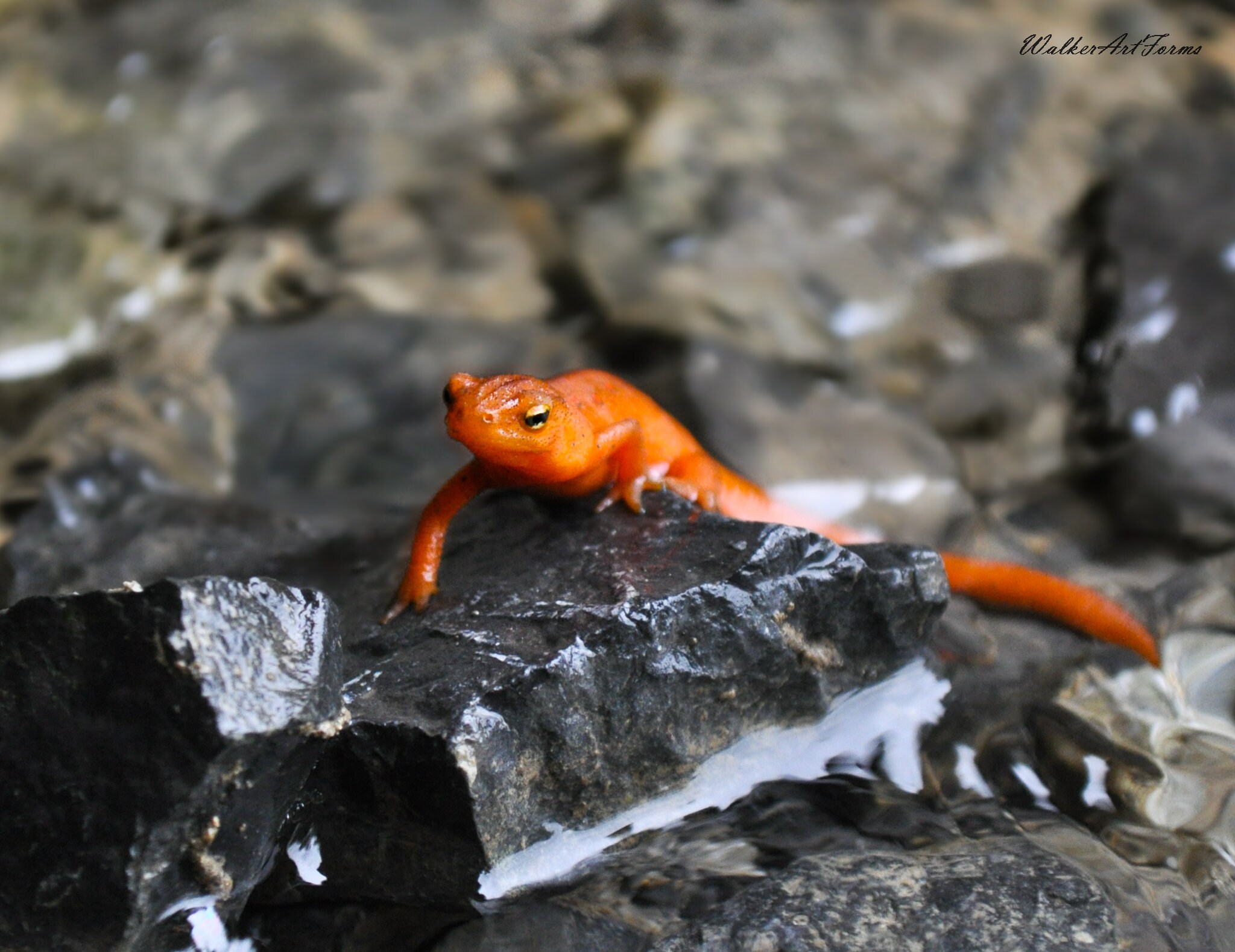Red Eft Newts 3 - Etsy