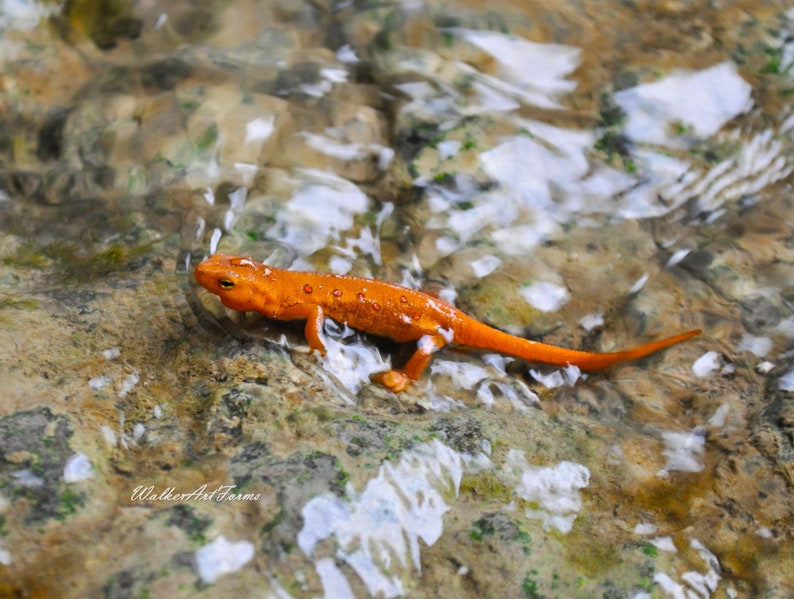 Red Eft Newts 3 - Etsy