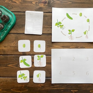 Green Bean Growth Cycle Printable Learning Materials // 4 Page PDF - Etsy