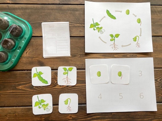 Green Bean Growth Cycle Printable Learning Materials // 4 Page | Etsy