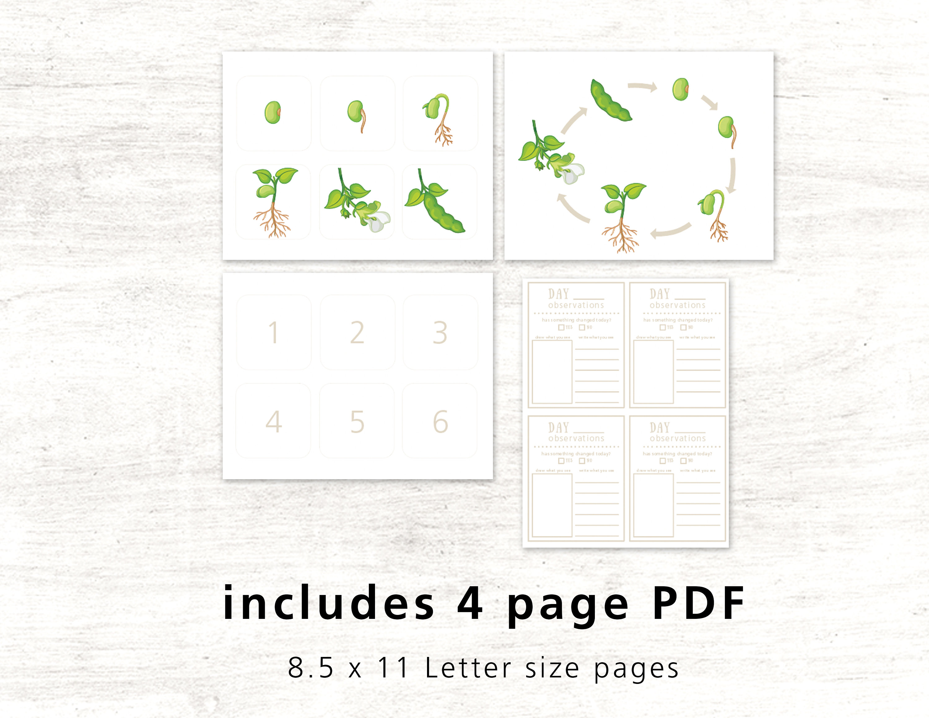 Green Bean Growth Cycle Printable Learning Materials // 4 Page PDF - Etsy