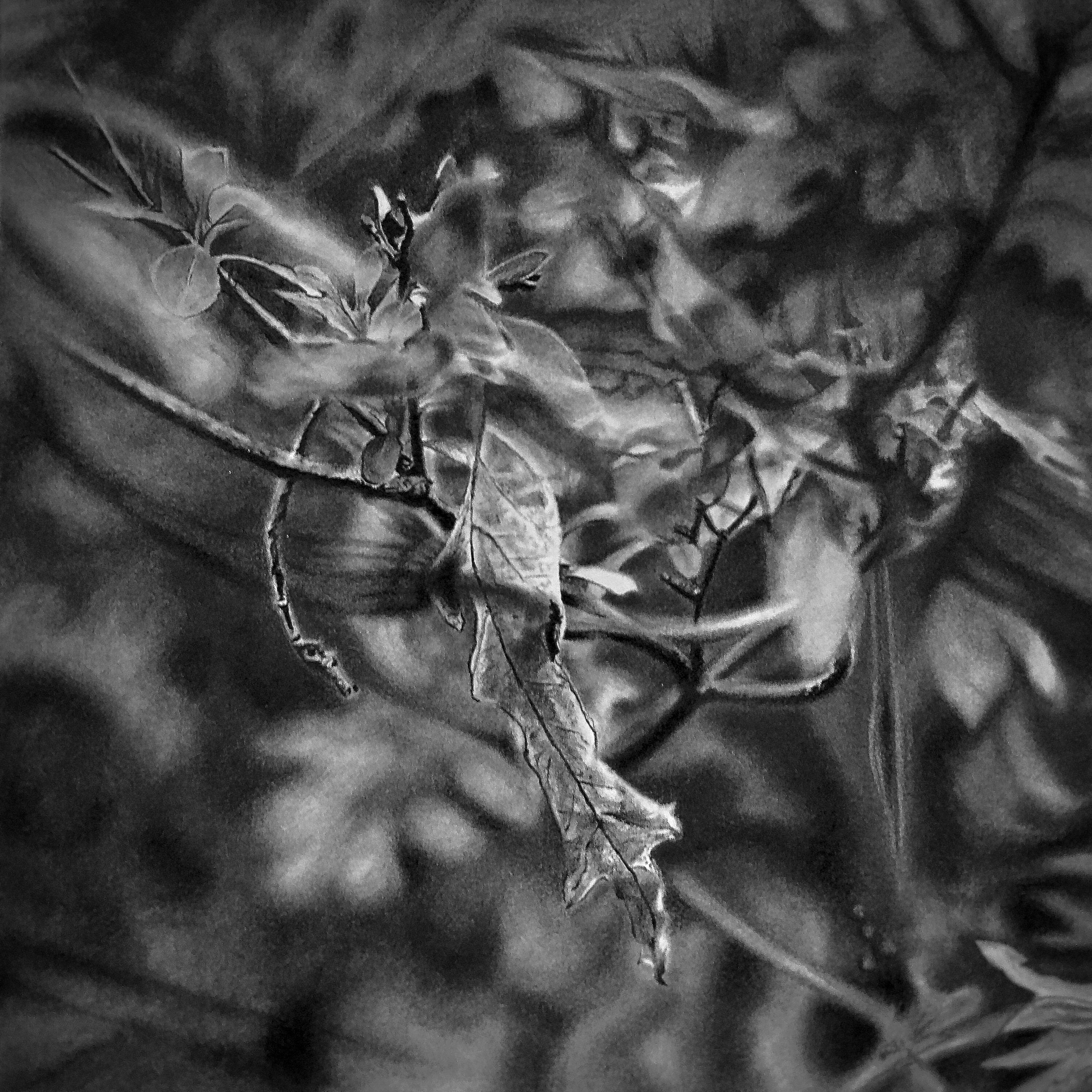 Leaf Pencil Drawing, Graphite Nature Artwork on Canvas With Gold-leaf ...