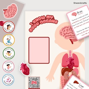 Printable Human Body Organs Activity for Kids | Montessori Anatomy ...