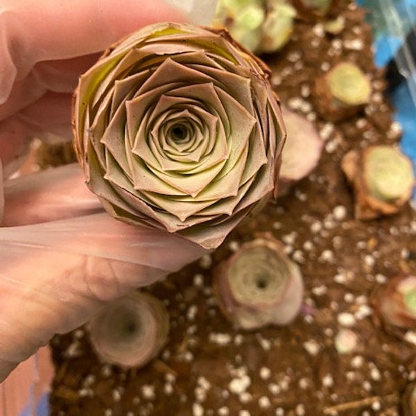 Mountain Rose Succulent - Etsy