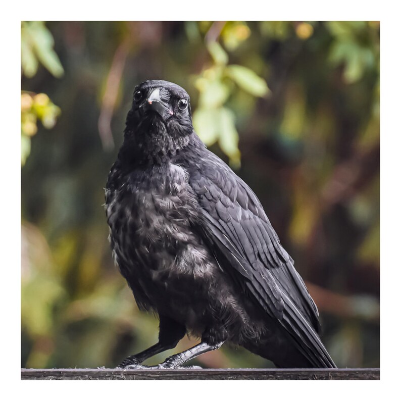 Raven | Anchor Cross Stitch Pattern | Three Counted PDF Charts in ...