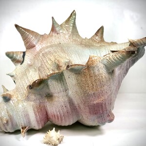Giant Pottery Seashell. One of a Kind Ceramic Sculpture. - Etsy