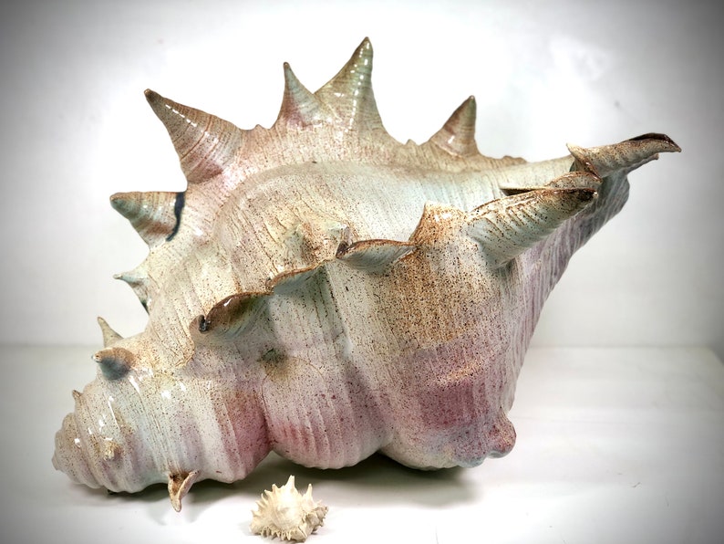 Giant Pottery Seashell. One of a Kind Ceramic Sculpture. - Etsy