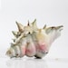 Giant Pottery Seashell. One of a Kind Ceramic Sculpture. - Etsy