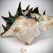 Giant Pottery Seashell. One of a Kind Ceramic Sculpture. - Etsy
