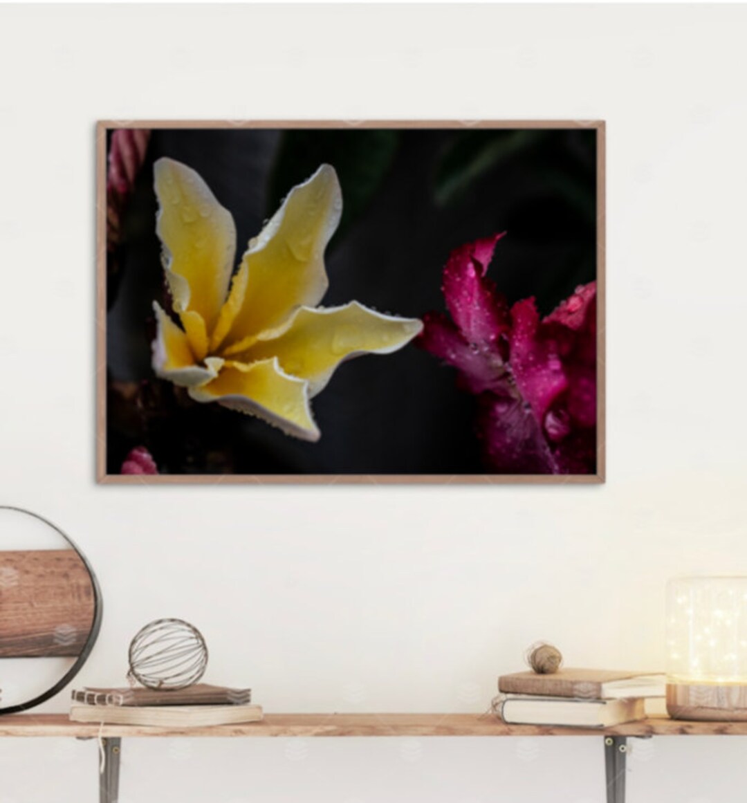 Frangipani Wall Art, Plumeria Print, Frangipani Photo, Tropical Flower ...