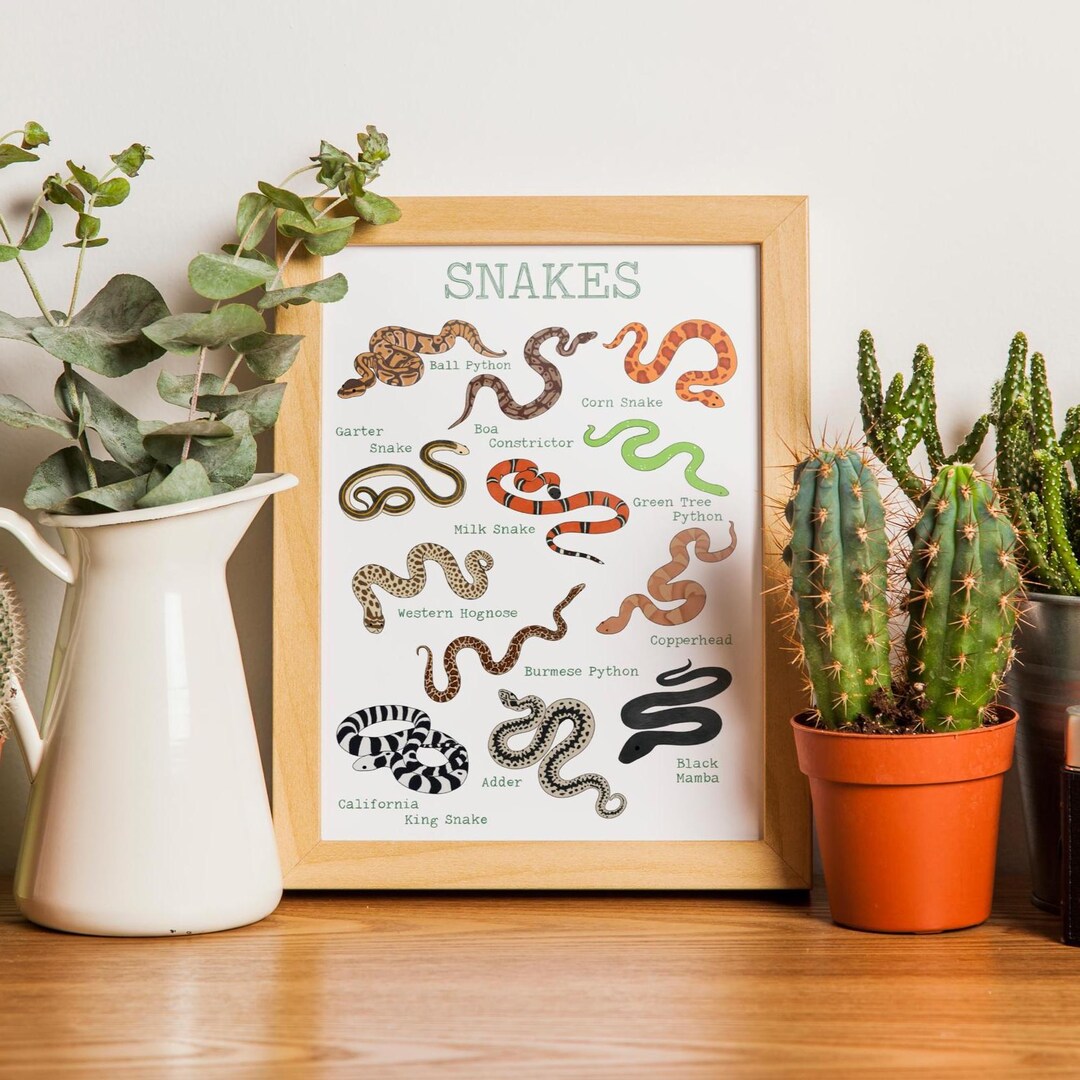 Snake Species Art Print – Snake Poster for Reptile Lovers, Educational ...