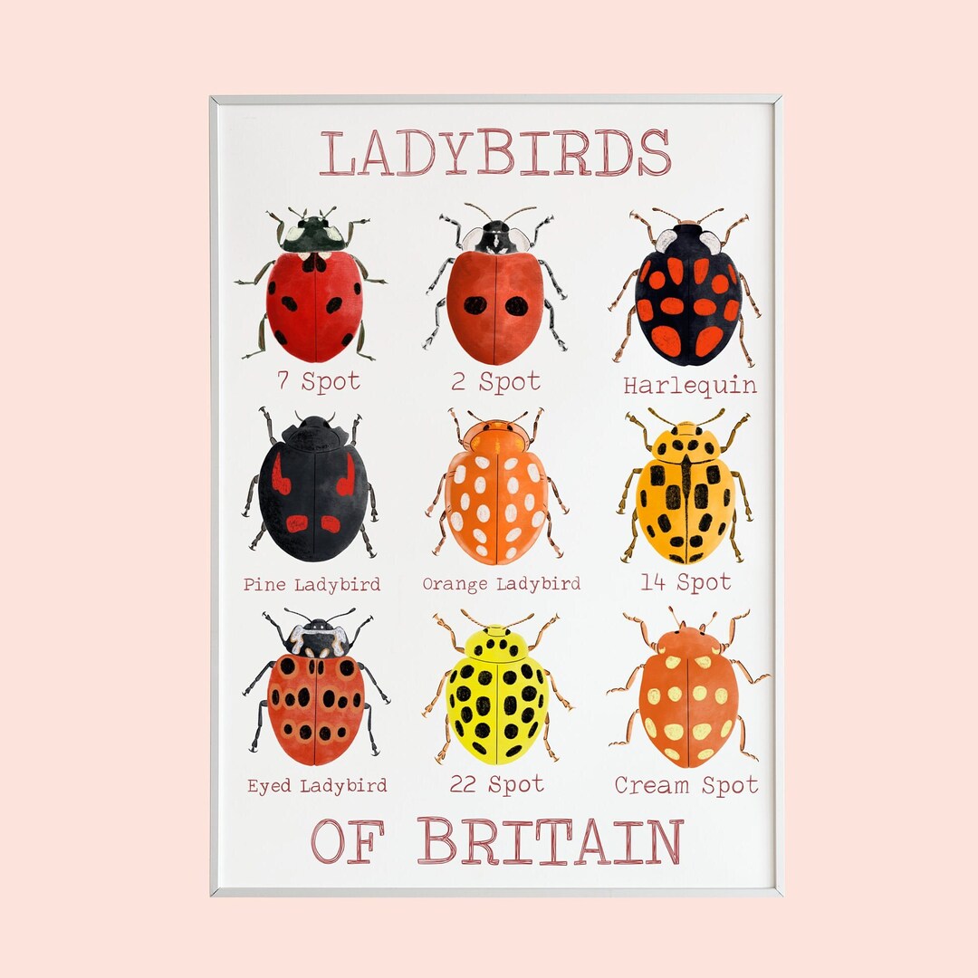 Ladybirds of Britain Print / Giclee Art Print / Ladybird / Bug ...