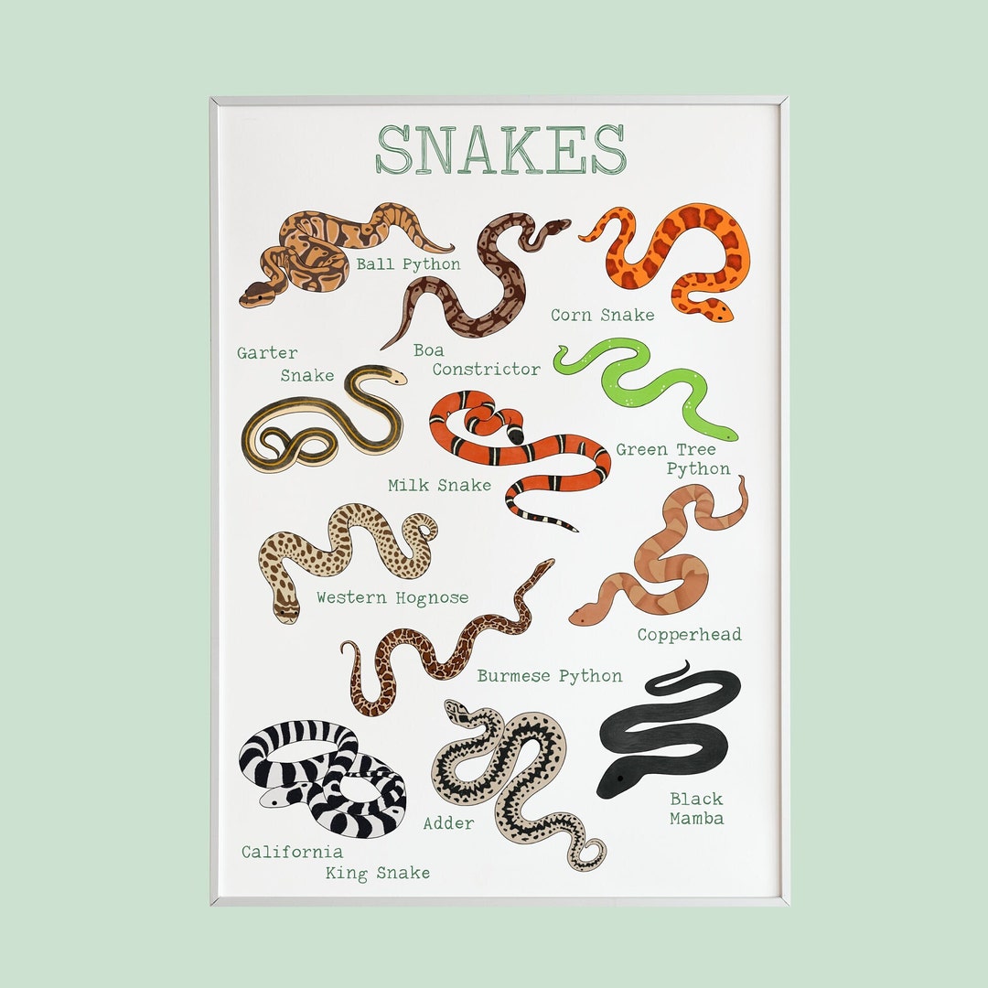 Snakes Print / Giclee Art Print / Boa Constrictor / Adder / Python ...