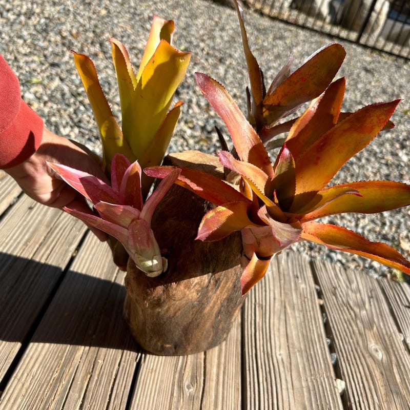 Bromeliads - Etsy